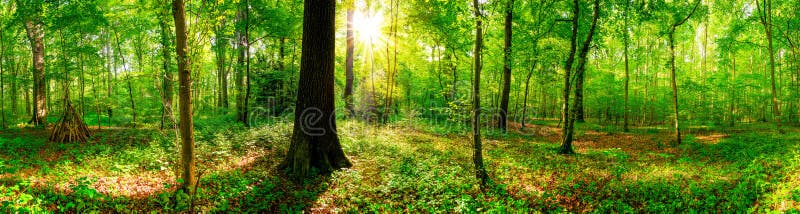 Beautiful forest stock photo. Image of foliage, beech - 99632654