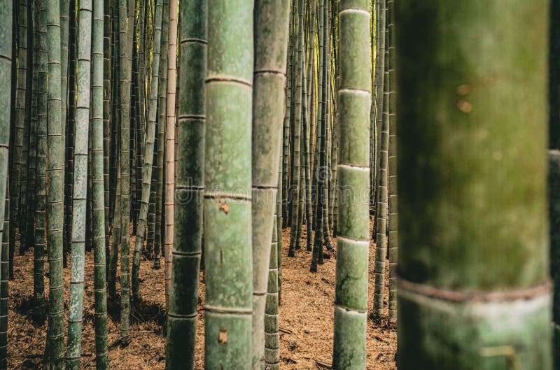 Beautiful Forest Densely Covered with Tall Stems of Bamboo Stock Photo ...