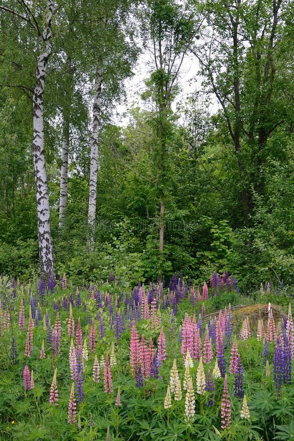 Beautiful forest field stock photo. Image of green, leaf - 26168264
