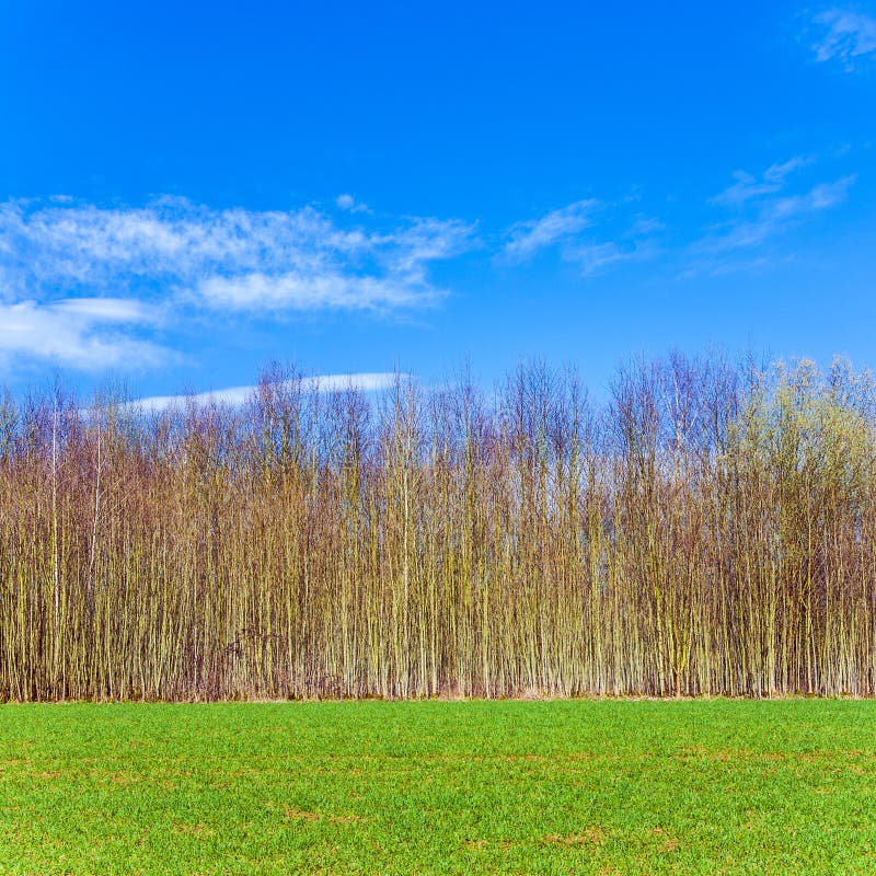 Beautiful Forest with Field Stock Image - Image of landscape ...