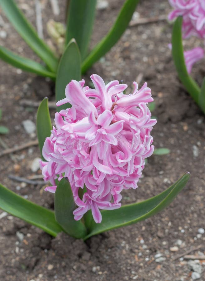 Beautiful forest flower stock photo. Image of descriptive - 98689146