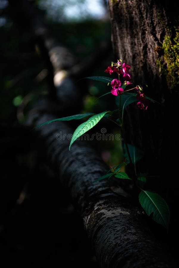 Beautiful Forest Flowers in a Bavarian Forest Habitat - Spring Time ...