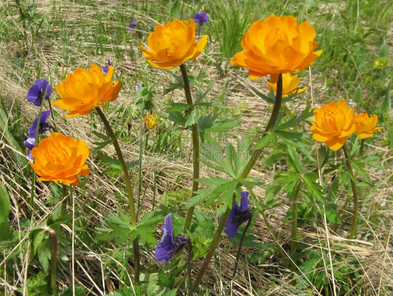 Beautiful Forest With Flowers
