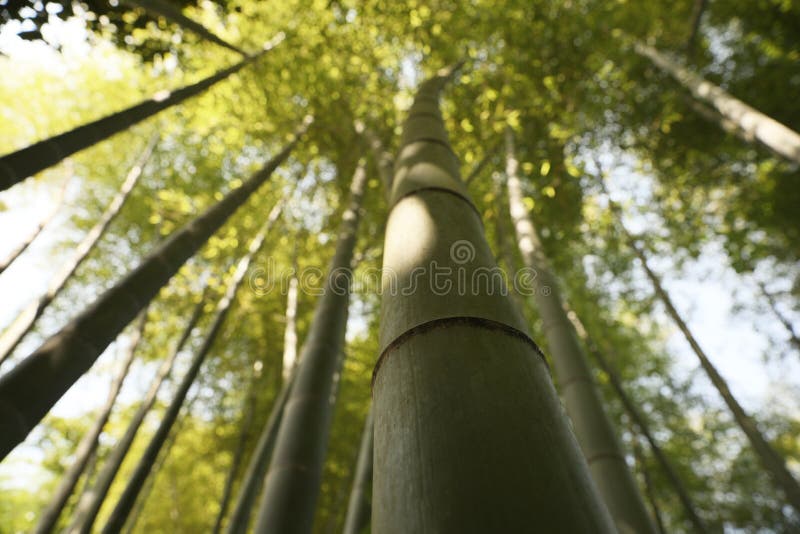 Beautiful Forest of Green Bamboo, Bottom View Stock Photo - Image of ...