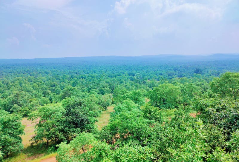 Beautiful Forest Green Jungle and Clear Blue Sky Stock Image - Image of ...