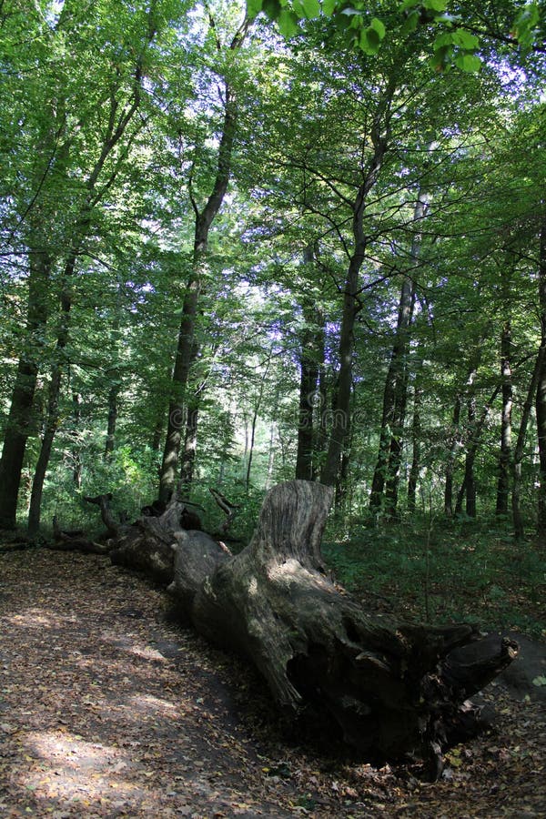 Beautiful Forest with Trees Stock Image - Image of plants, fields ...