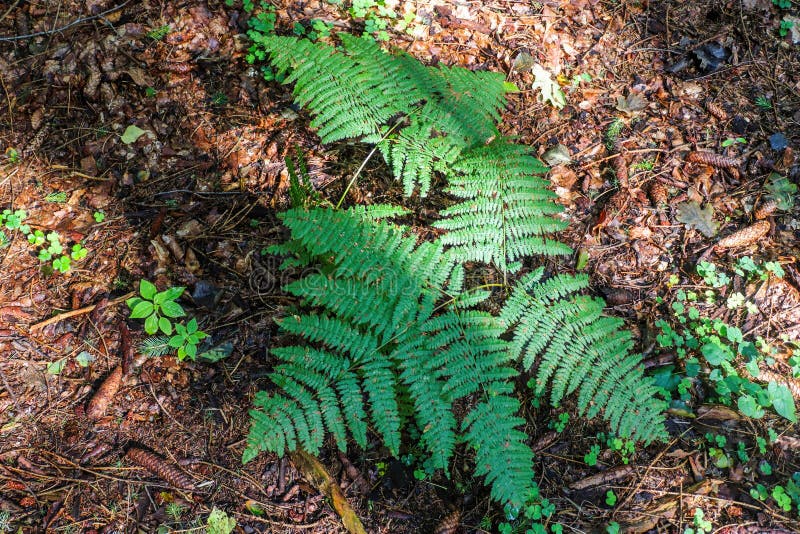 Beautiful Forest Ground Texture Close Up Stock Image - Image of macro ...