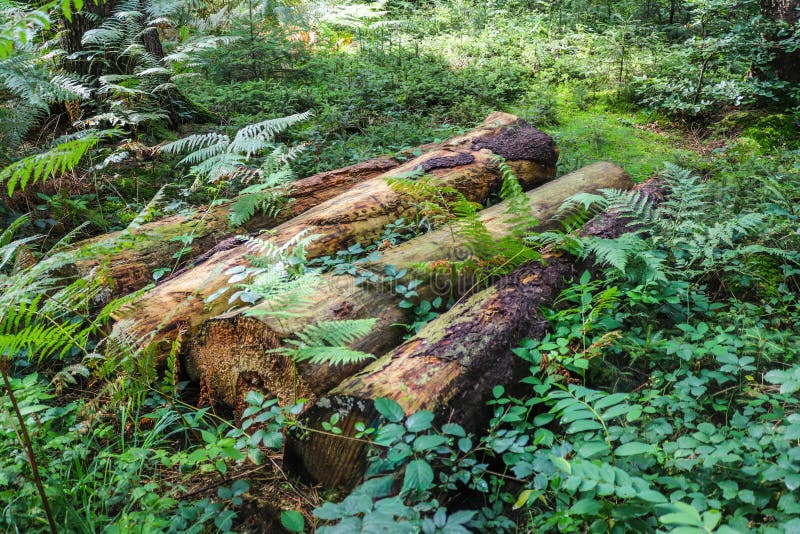 Beautiful Forest Ground Texture Close Up Stock Image - Image of autumn ...
