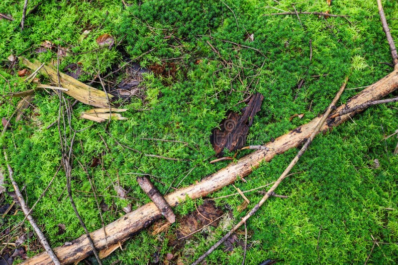 Beautiful Forest Ground Texture Close Up Stock Photo - Image of pine ...
