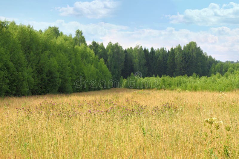 Beautiful Forest Landscape, Dense Green Stock Image - Image of ...