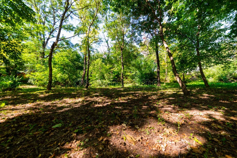 Beautiful Forest Landscape. Glade in the Forest or Park Stock Photo ...