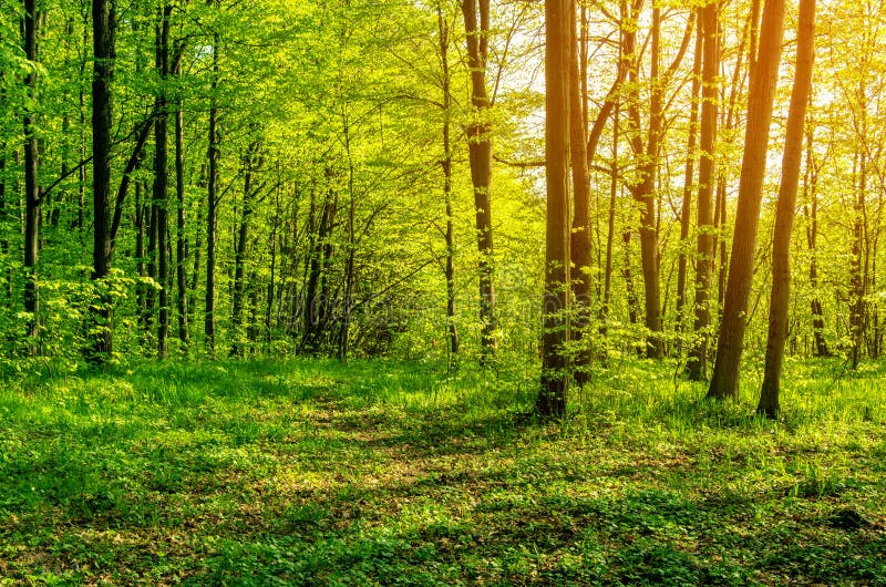Beautiful forest landscape stock photo. Image of sunbeams - 268189324