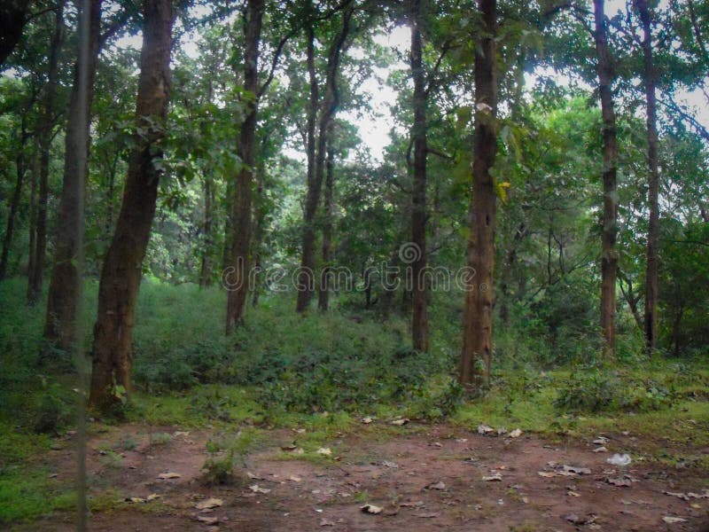 Beautiful Forest Landscape with Pine Trees Stock Image - Image of ...