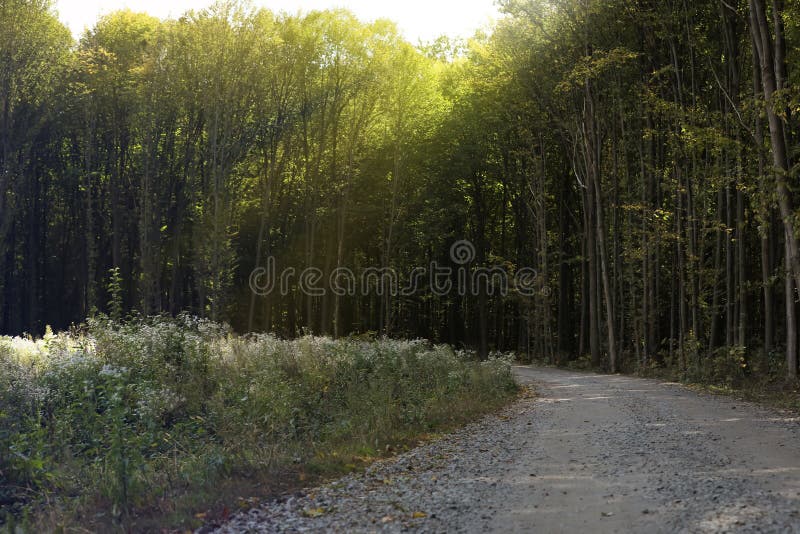 Beautiful Forest Landscape with Road Stock Photo - Image of green ...