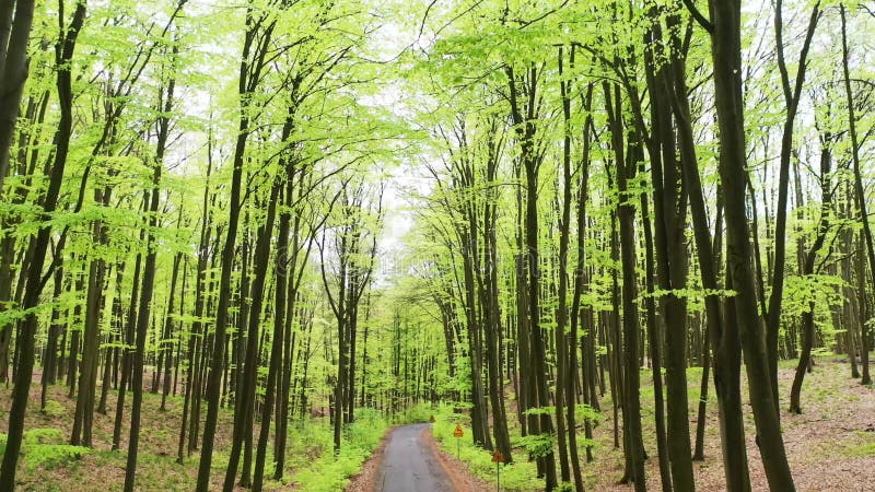 Beautiful Forest Landscape, Spring in the Deciduous Forest, Drone View ...