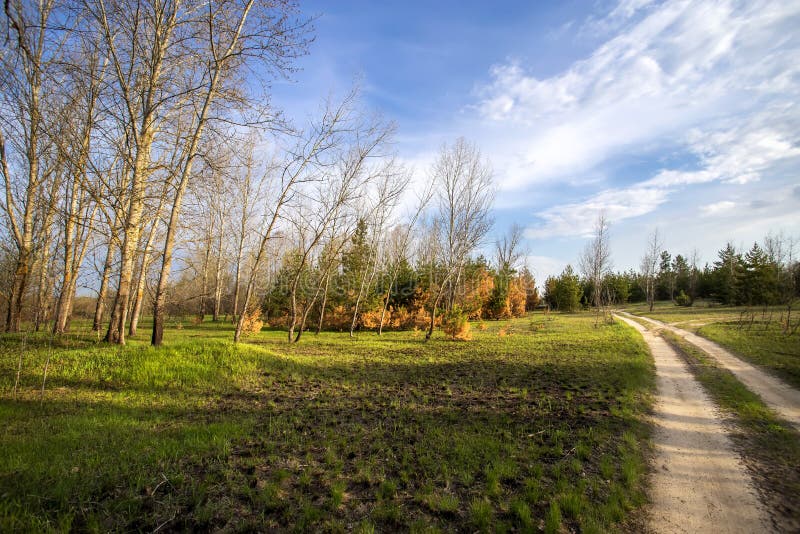 Beautiful Forest Landscape on Spring Sunrise in Russia. Stock Image ...