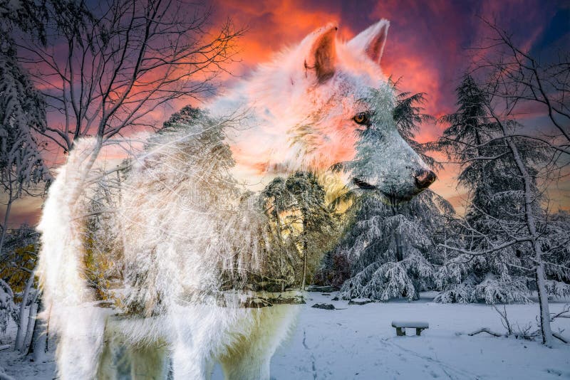 Beautiful Forest Landscape Under Snow at Sunset Stock Photo - Image of ...