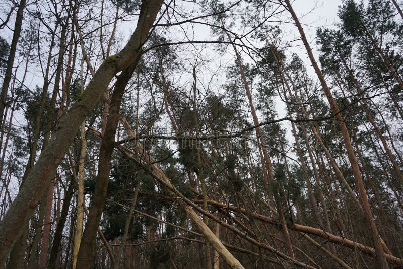 Wonderful Forest with Wind-blown Trees, Branches and Fall Foliage ...