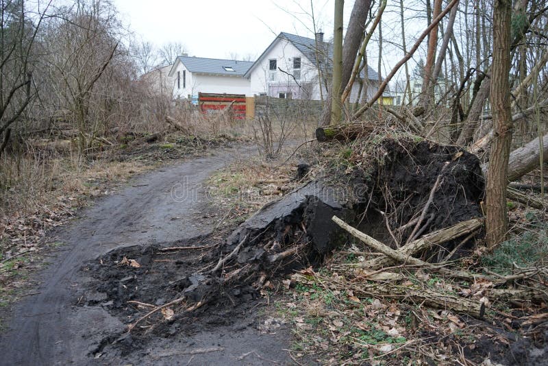 Wonderful Forest with Wind-blown Trees, Branches and Fall Foliage ...