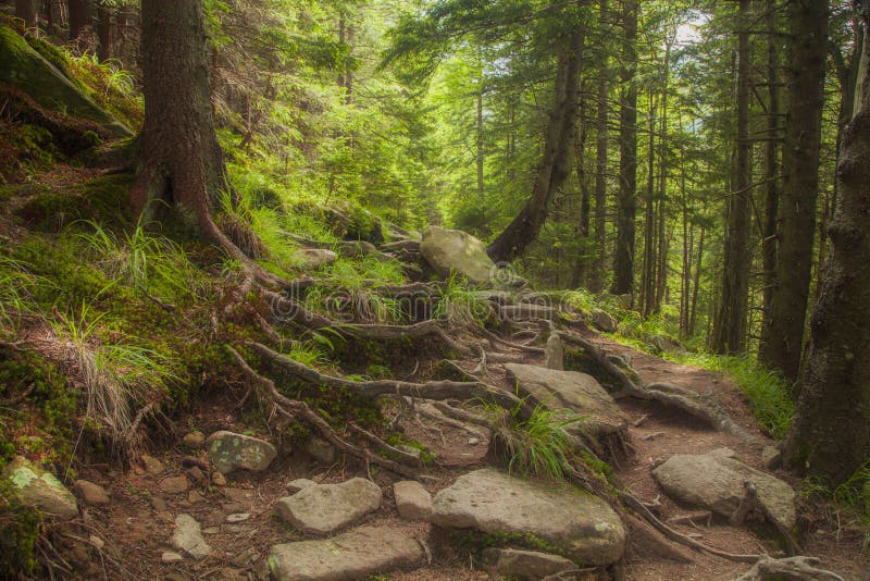 Beautiful Forest with Large Mossy Stones Stock Image - Image of retro ...