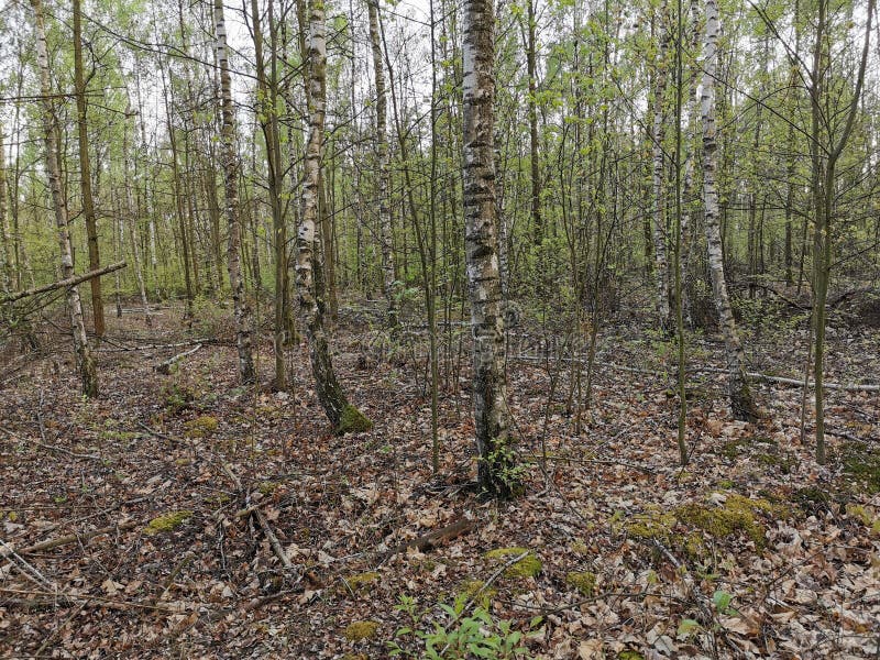 Beautiful forest litter stock image. Image of wilderness - 186119671