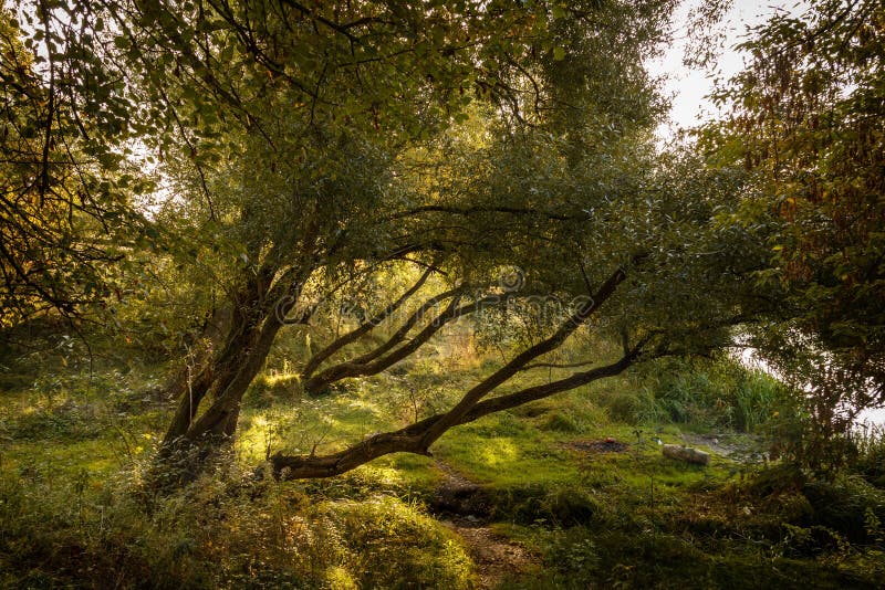 Lying trees stock image. Image of natural, ukraine, trees - 102285547