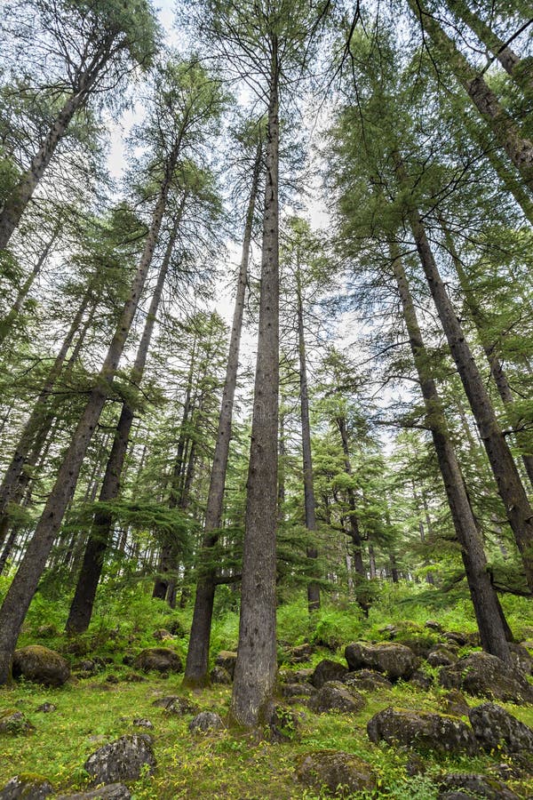 188 Beautiful Pine Forest Manali Himachal Pradesh India Stock Photos ...
