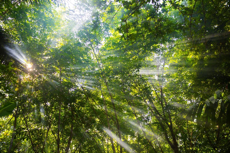 Beautiful Forest in the Morning Stock Photo - Image of sunshine, shine ...