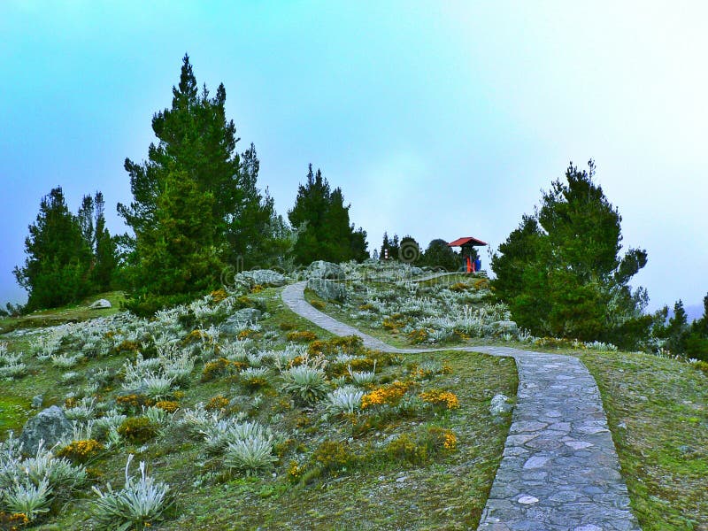 Beautiful forest stock photo. Image of landscape, beautiful - 83267658