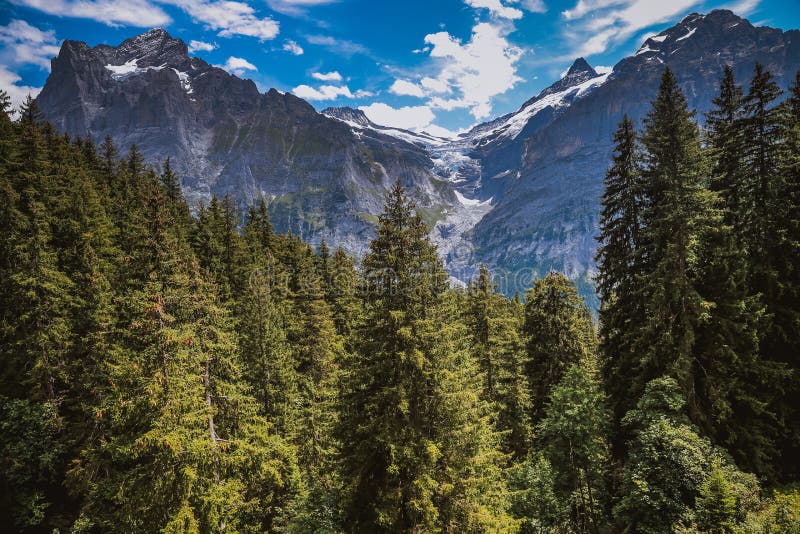 Swiss Forest in the Summer Stock Photo - Image of mountains, beautiful ...