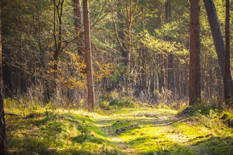 Beautiful Forest in National Park Hoge Veluwe, the Netherlands Stock ...