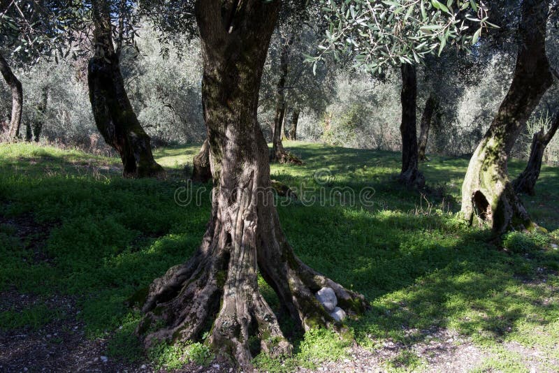 A Beautiful Forest of Olive Trees through Which the Bright Sun Shines ...