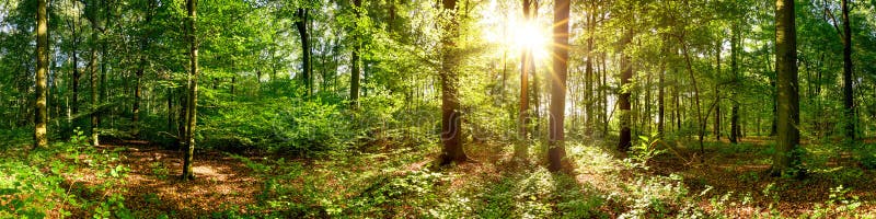 Beautiful forest panorama stock image. Image of panoramic - 126277151