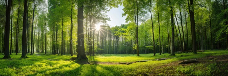 Beautiful Forest Panorama with Large Trees and Bright Sun Stock ...