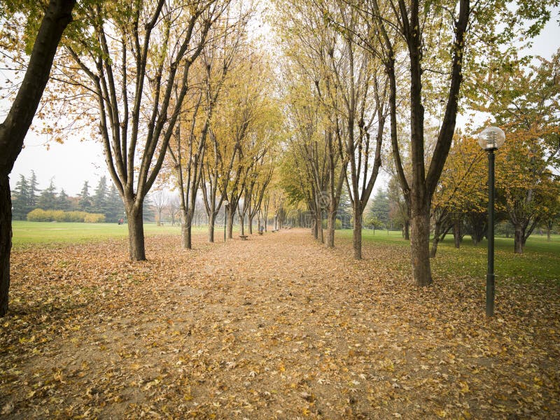 Beautiful Forest and Park with Trees at Autumn Stock Photo - Image of ...