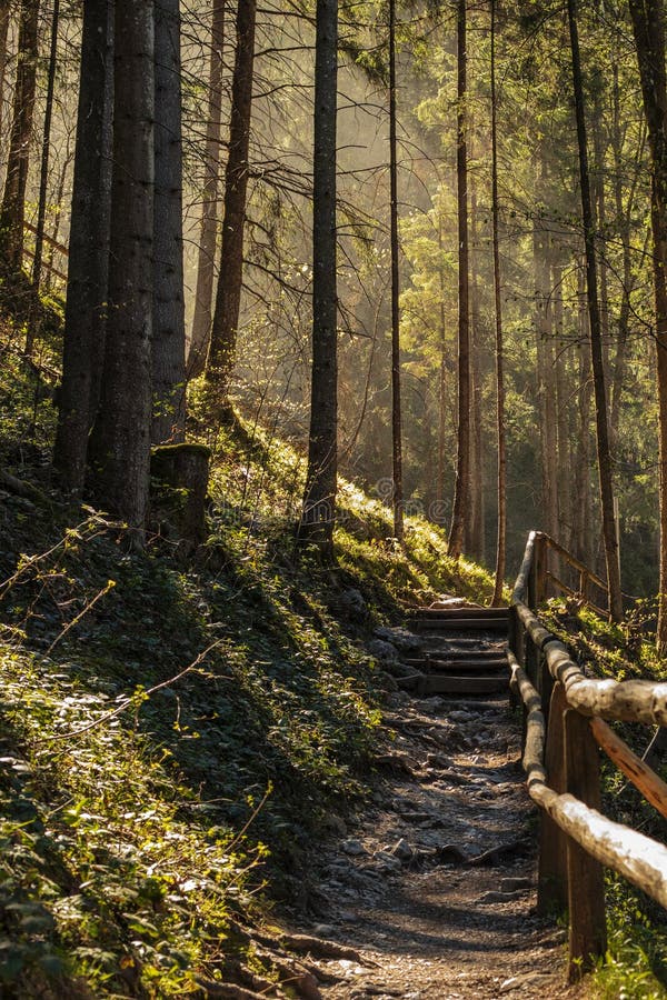 Beautiful Forest Path in Austria. Stock Image - Image of forest, spring ...