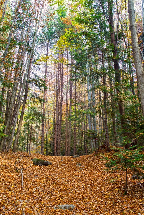 Beautiful Forest Path with Autumn Leaves Stock Photo - Image of bright ...