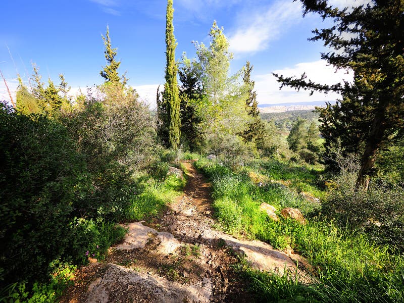 Beautiful Forest and Path on a High Hill Stock Image - Image of green ...