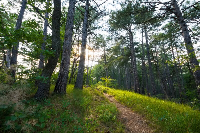Beautiful Forest with Path and Sun Shines through Stock Photo - Image ...