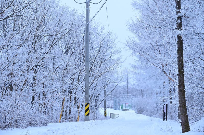 A Beautiful Forest Path White with Snow Piled Up Stock Photo - Image of ...
