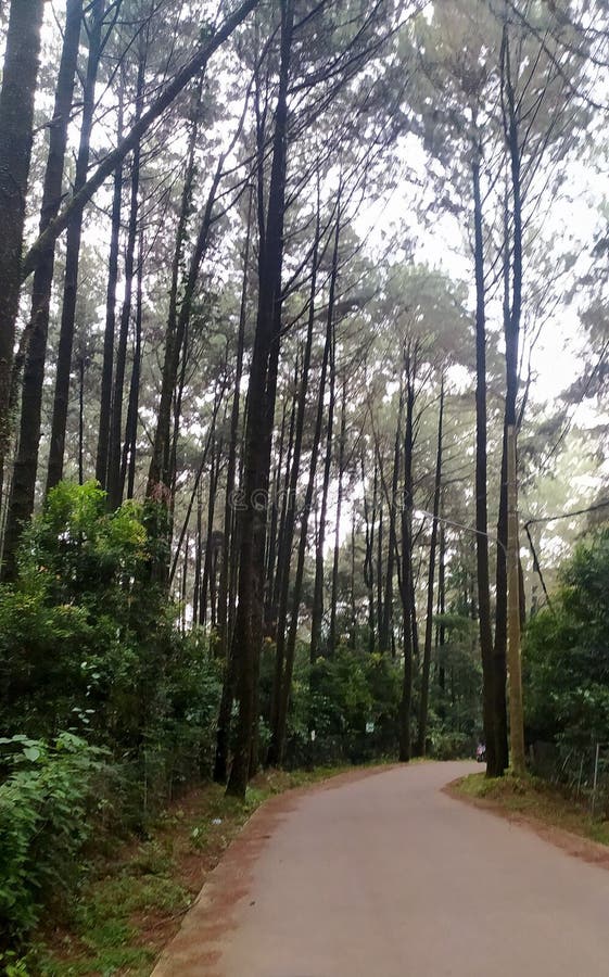 Beautiful Forest Path at Wisata Gunung Pancar. Bogor, Indonesia - May ...