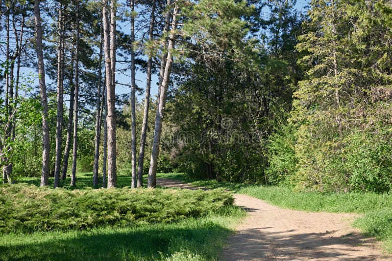 Beautiful Forest and Pathway on a Bright Sunny Day Stock Image - Image ...