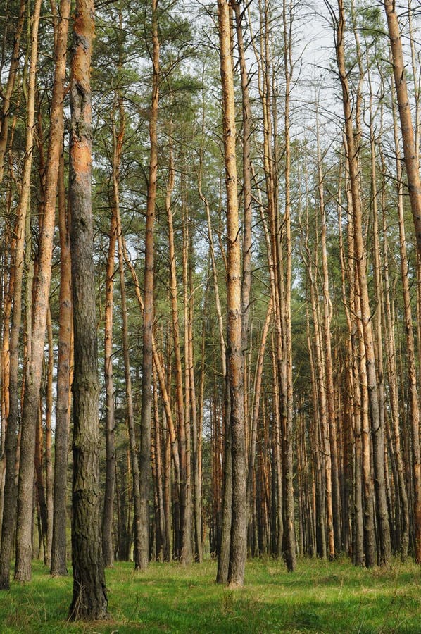 Beautiful Forest with Pine Trees with Back Sun Light. Peaceful Place ...