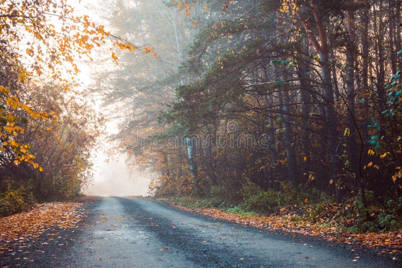 Beautiful forest with road stock image. Image of pathway - 129742229