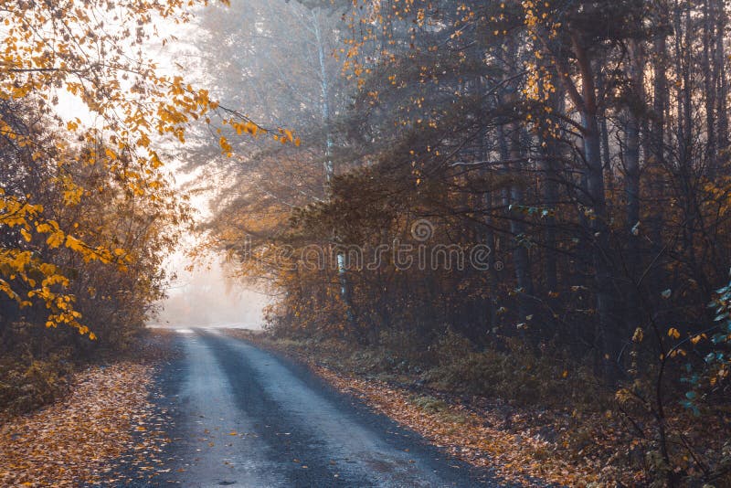Beautiful forest with road stock photo. Image of grow - 129742274