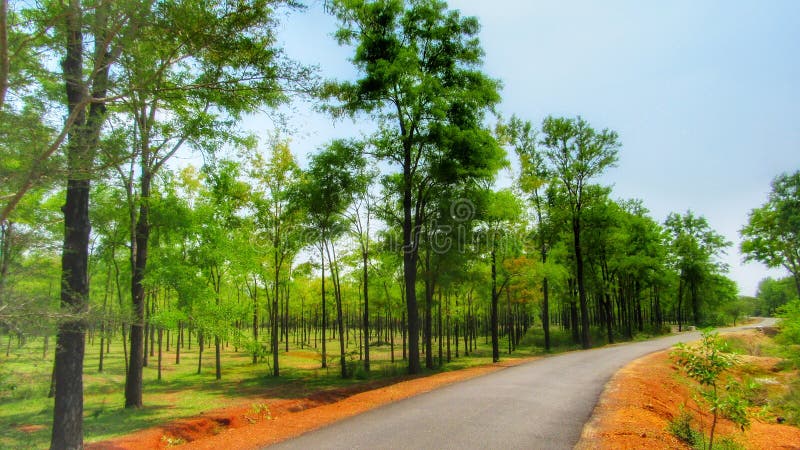 Beautiful forest with road stock image. Image of lawn - 198189333