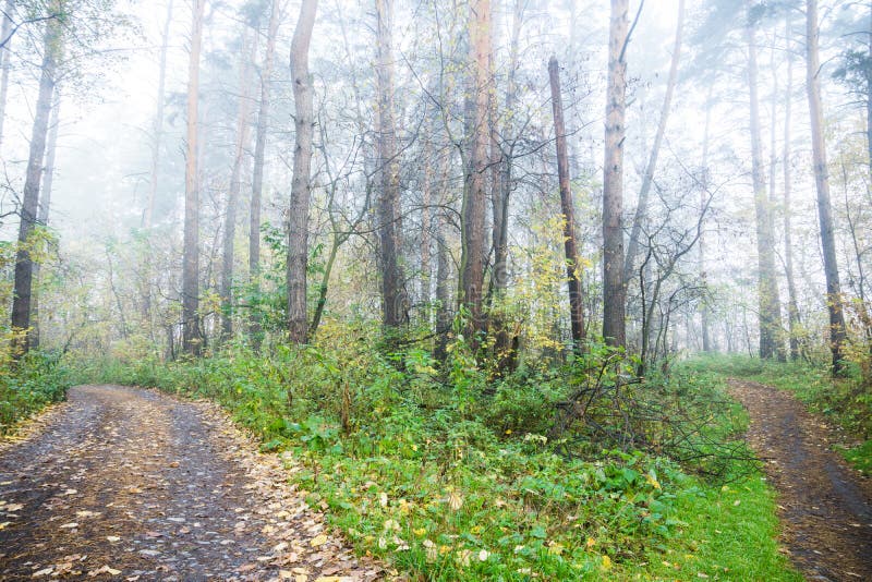 Beautiful forest with road stock image. Image of plant - 129742549