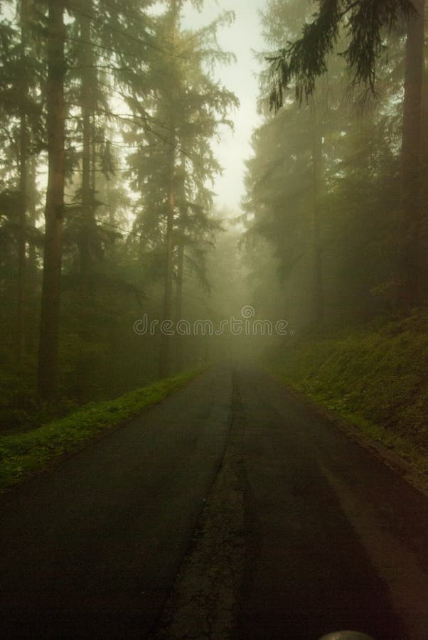 Forest road stock image. Image of green, high, wild - 101847515