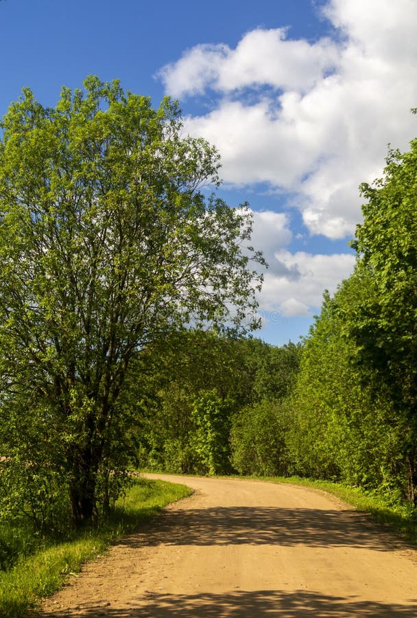 Beautiful Forest Road in the Forest of Belarus Stock Image - Image of ...