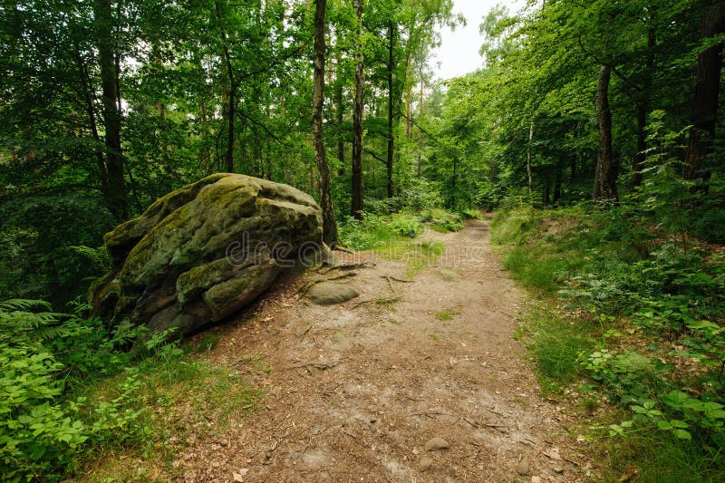 Beautiful forest road stock photo. Image of land, foliage - 164221648